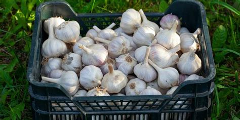 Часник без стрілок як підживлювати навесні щоб збільшити урожайність Читайте на Ukr Net