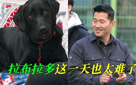 拉布拉多训练被鸽子搅局，训犬师落井下石教主人如何欺负它，狗狗一天天也太难了 宠物档案室 宠物档案室 哔哩哔哩视频