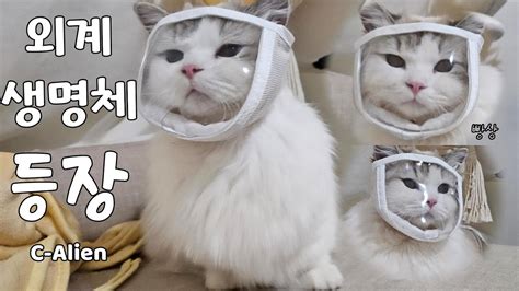 고양이 발톱 자르기 참 쉽죠 엽기적인고양이 빵상 Youtube