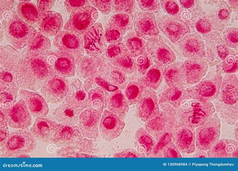 Cytokinesis Under Microscope