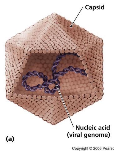 Overview Of Viruses And Their Replication Processes Flashcards Quizlet