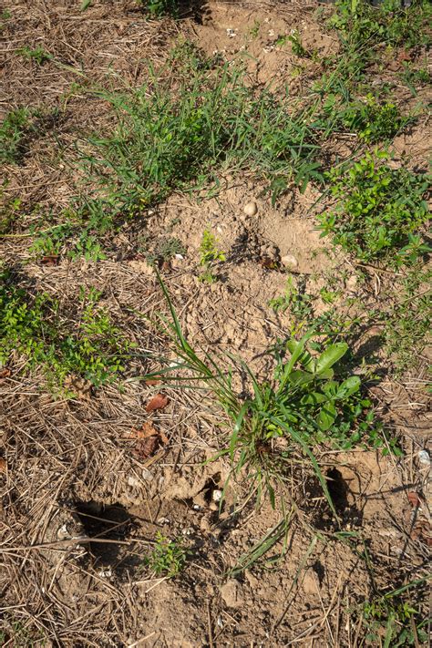 Snapping Turtle Hatchling — Todd Henson Photography