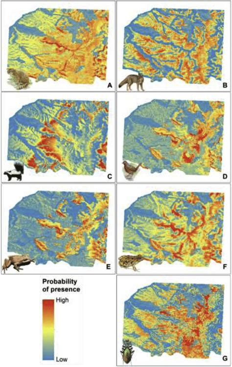 Maxent Species Distribution Maps For A Leopardus Guigna Threatened Download Scientific