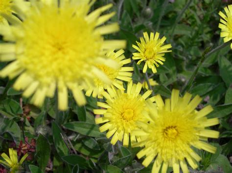 北海道そのへんの花 キク科 キバナコウリンタンポポ Hieracium pratense
