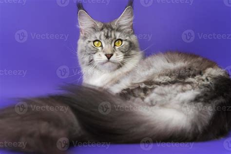 Cropped View Of Maine Coon Cat With Big Fluffy Tail Black Silver