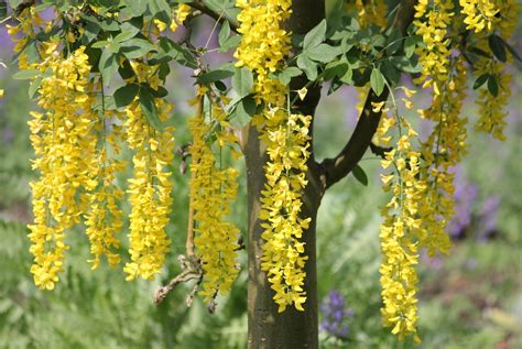 200 000 Free Laburnum Tree And Tree Images Pixabay