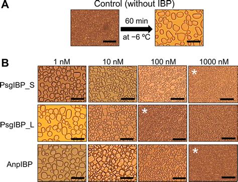 Ice Recrystallization Definition At Sandra Raines Blog