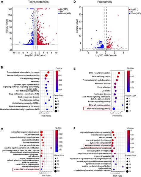 Transcriptomics And Proteomics Analysis For Early Ros With Ush2a Download Scientific Diagram