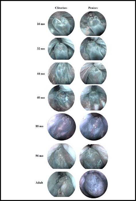 Comparison Of Juvenile Alligator Snapping Turtle Macrochelys Download Scientific Diagram