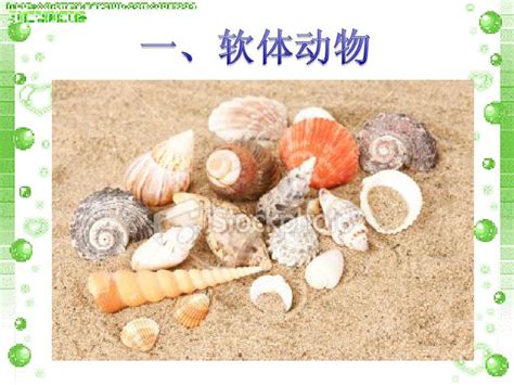 5 1 3软体动物和节肢动物 word文档在线阅读与下载 无忧文档