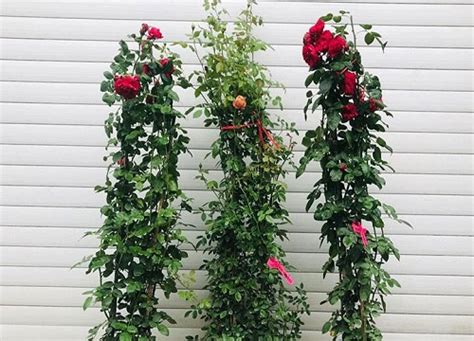 蔷薇抗冻吗 花海建设 长景园林网