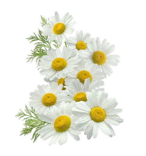 白色洋甘菊花朵图片 白色背景上的白色洋甘菊花朵和绿色叶子素材 高清图片 摄影照片 寻图免费打包下载