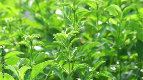 Barleria Prionitis Barleria Prionitis Prionitis Hystrix Bunga Landak