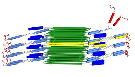 Schematic Model Of Mutant Huntingtin Exon 1 Fibril Structure Based On Download Scientific