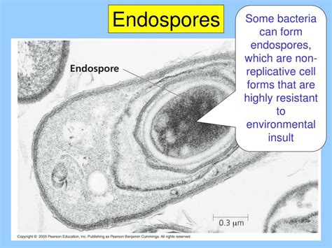 Ppt Chapter 27 Prokaryotes Powerpoint Presentation Free Download Id 1068166