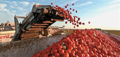 Processing Tomatoes Westcon Foods Inc