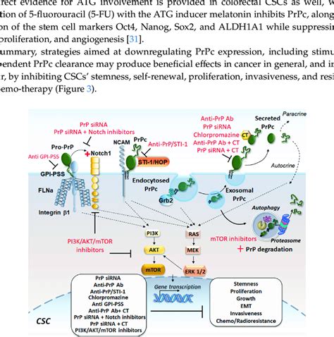 Targeting The Cellular Prion Protein Prpc In Cancer Stem Cells