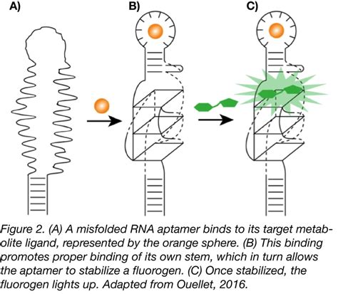 Fluorescent Proteins 101 Aptamer Fluorophores