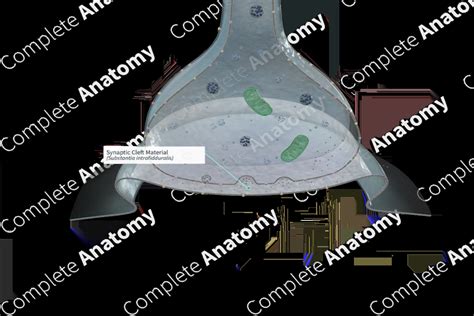 Synaptic Cleft Material Complete Anatomy