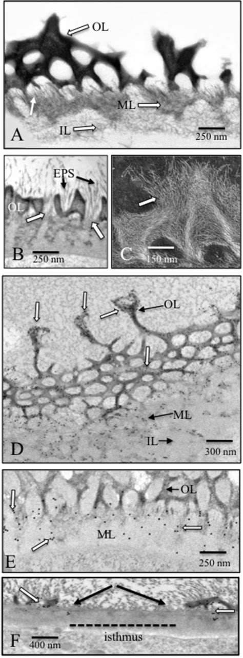 Tem Imaging Of The Cell Wall See [25 27] For Details A Download Scientific Diagram