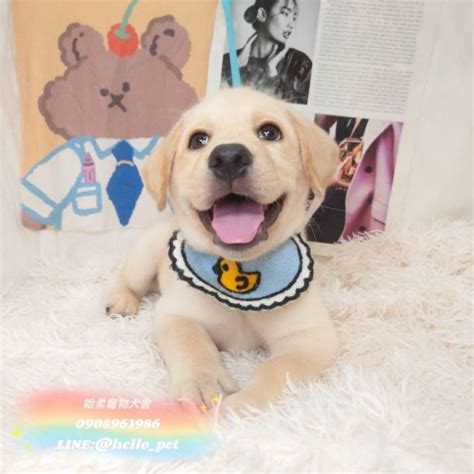 哈柔寵物犬舍 拉不拉多