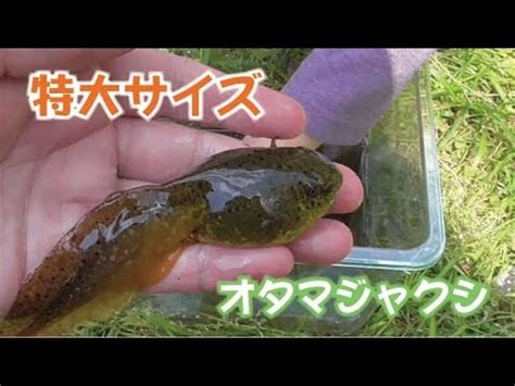 特大 ウシガエルのオタマジャクシ 大漁 YouTube