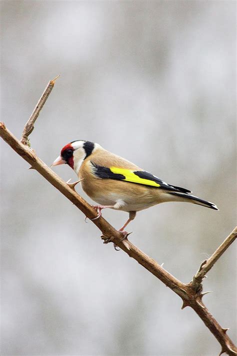 Goldfinch Photograph By Dave Fegan Long Fine Art America