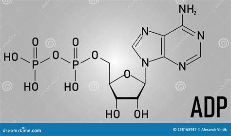 Adp Molecule