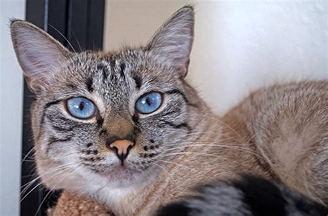 Face Detection Using Opencv With Haar Cascade Classifiers By Vince