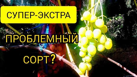 Виноград СУПЕР-ЭКСТРА/два слабых места супер-экстра,и как с этим ...