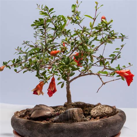 ჯუჯა ხე ბონსაი თქვენი ოთახის სილამაზე