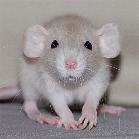 Dumbo Ratte