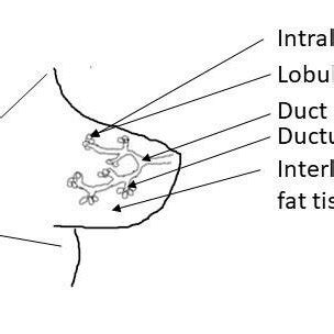 2 Anatomy Of The Human Female Breast Modified According To Bocker
