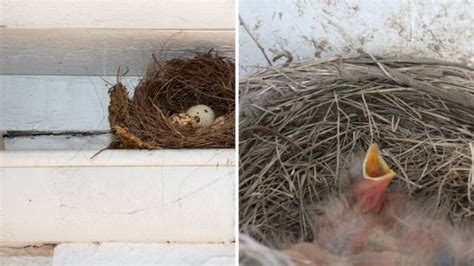 When Its Okay To Remove A Bird Nest And How To Do It Right Plantisima