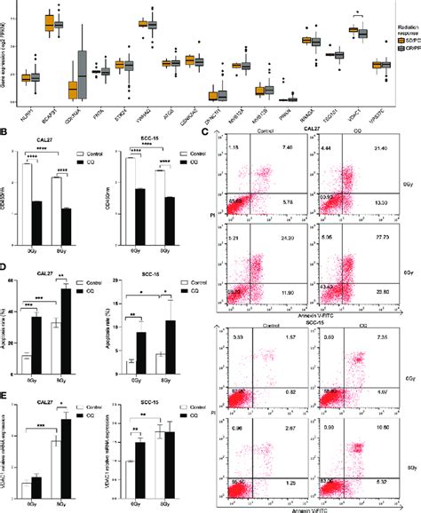 Radiation Enhances The Expression Of Vdac1 In Hpv Negative Hnscc Cell