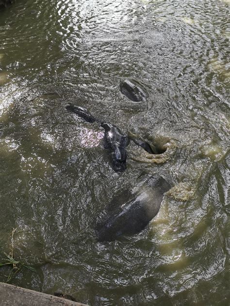 Explore Georgetown Free Bird Travel