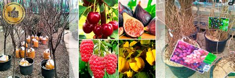 Купить саженцы в Шымкенте - садовый центр GREEN MARKET
