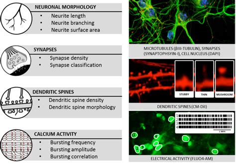 Correlates Of Neuronal Network Connectivity The Main Morphological