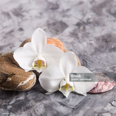 바다 돌 및 회색 배경스파 트리 트 먼 트와 휴식 개념에 껍질 하얀 난초 꽃 개념에 대한 스톡 사진 및 기타 이미지 개념 건강관리와 의술 꽃 식물 Istock