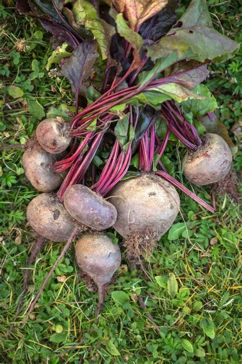 Root Vegetables In The Ground