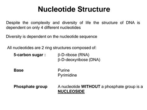 SOLUTION NUCLEOTIDES AND NUCLEIC ACIDS STRUCTURE AND FUNCTIONS NOTES Studypool