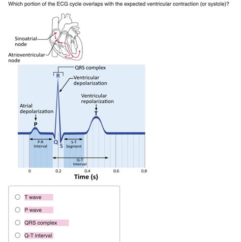 Which Portion Of The Ecg Cycle Overlaps With The Expected Ventricular Contraction Or Systole