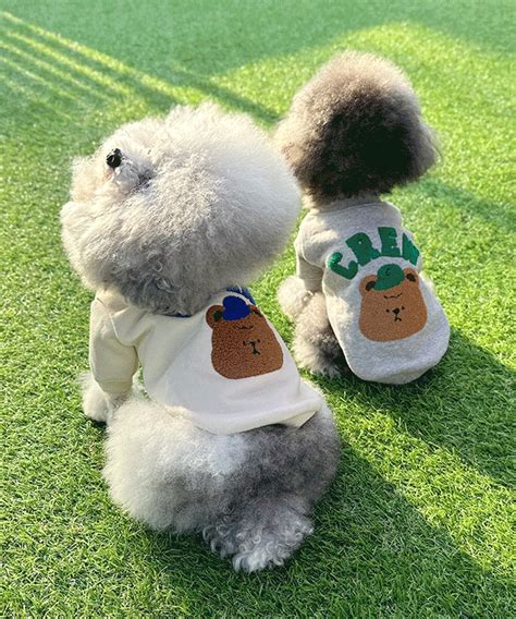 [🚚당일출고] 크루맨투맨 봄부터 착용이 가능한 강아지 데일리 맨투맨 S~2xl 에이블리