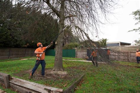 Tree Pruning Melbourne Expert Services Tree Amigos