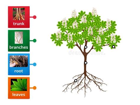 Label The Parts Of The Tree Labelled Diagram