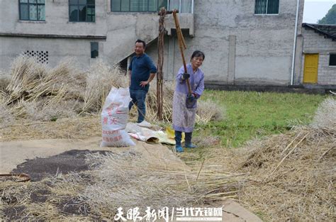 岑巩县羊桥乡：油菜丰收 村民喜开颜严惠坪地王光莉