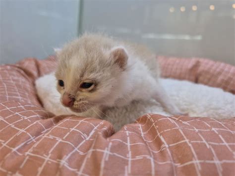 코리안숏헤어 새벽아침계란이 말티즈크기 말티푸크기 푸들크기 먼치킨크기 랙돌크기 브리티쉬숏헤어크기 스코티쉬폴드크기 러시안블루크기