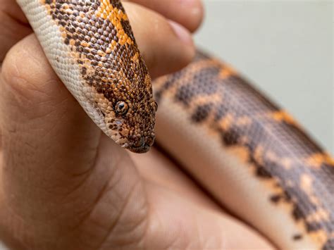 Arabian Sand Boa Care Diet Setup Facts Reptile Craze