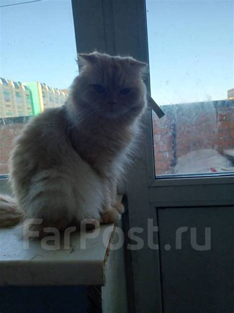 Кошка вислоухая в наличии Цена 1₽ во Владивостоке