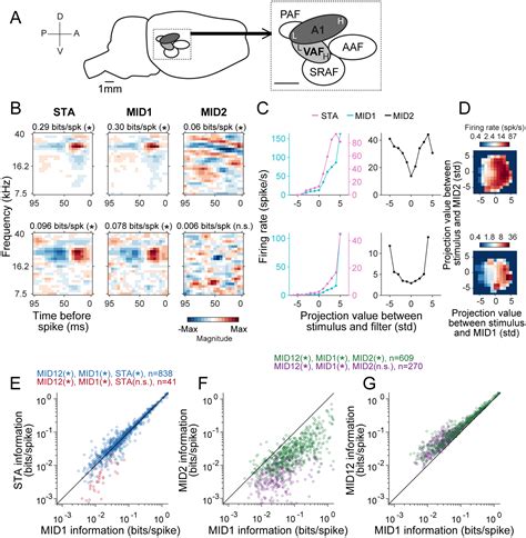Plasticity Of Multidimensional Receptive Fields In Core Rat Auditory